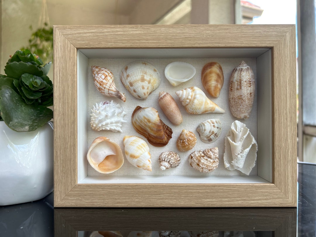 Shell Variety 3 Shadow Box - Etsy