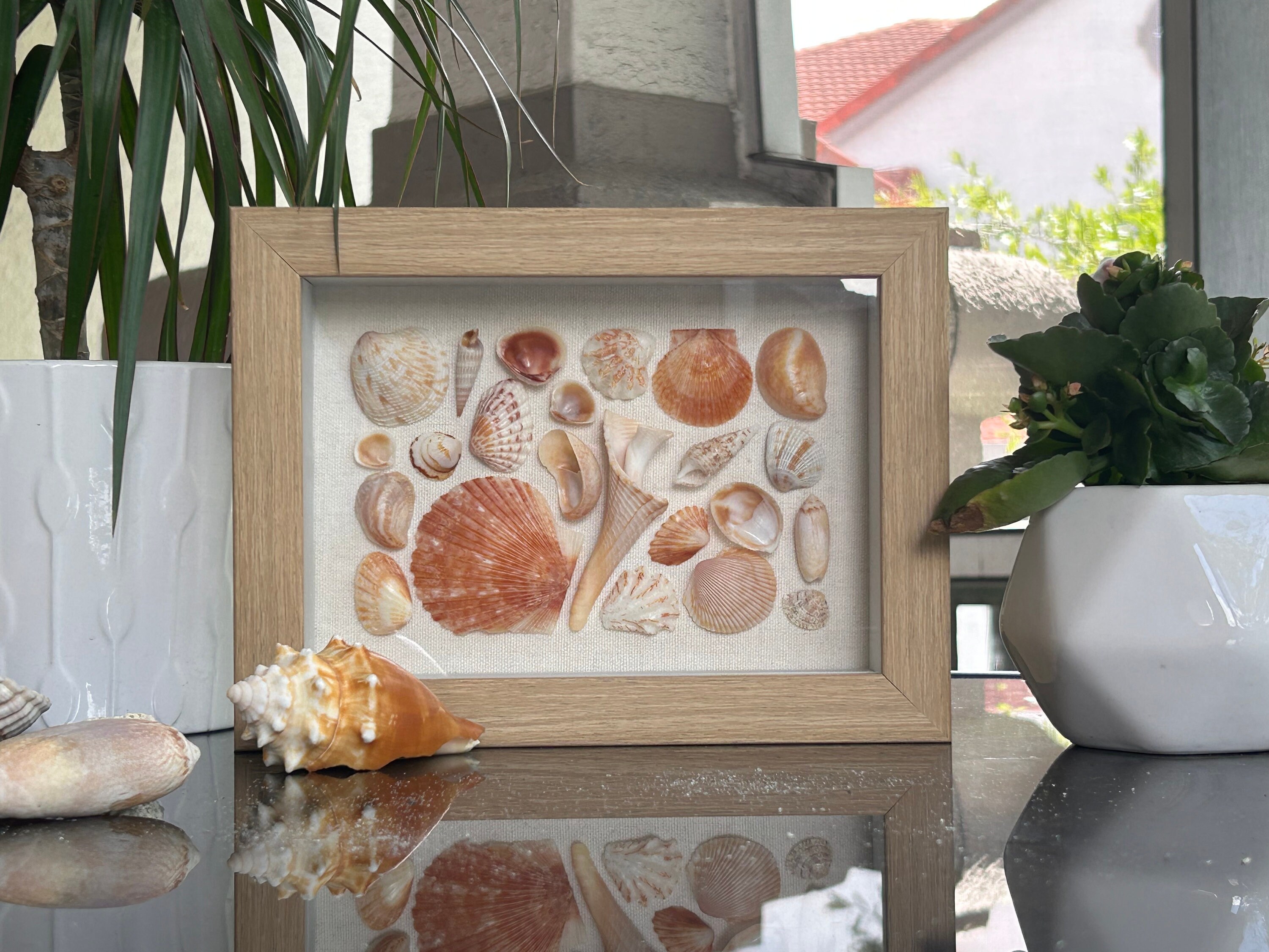 Shell Sampler Shadow Box - Etsy