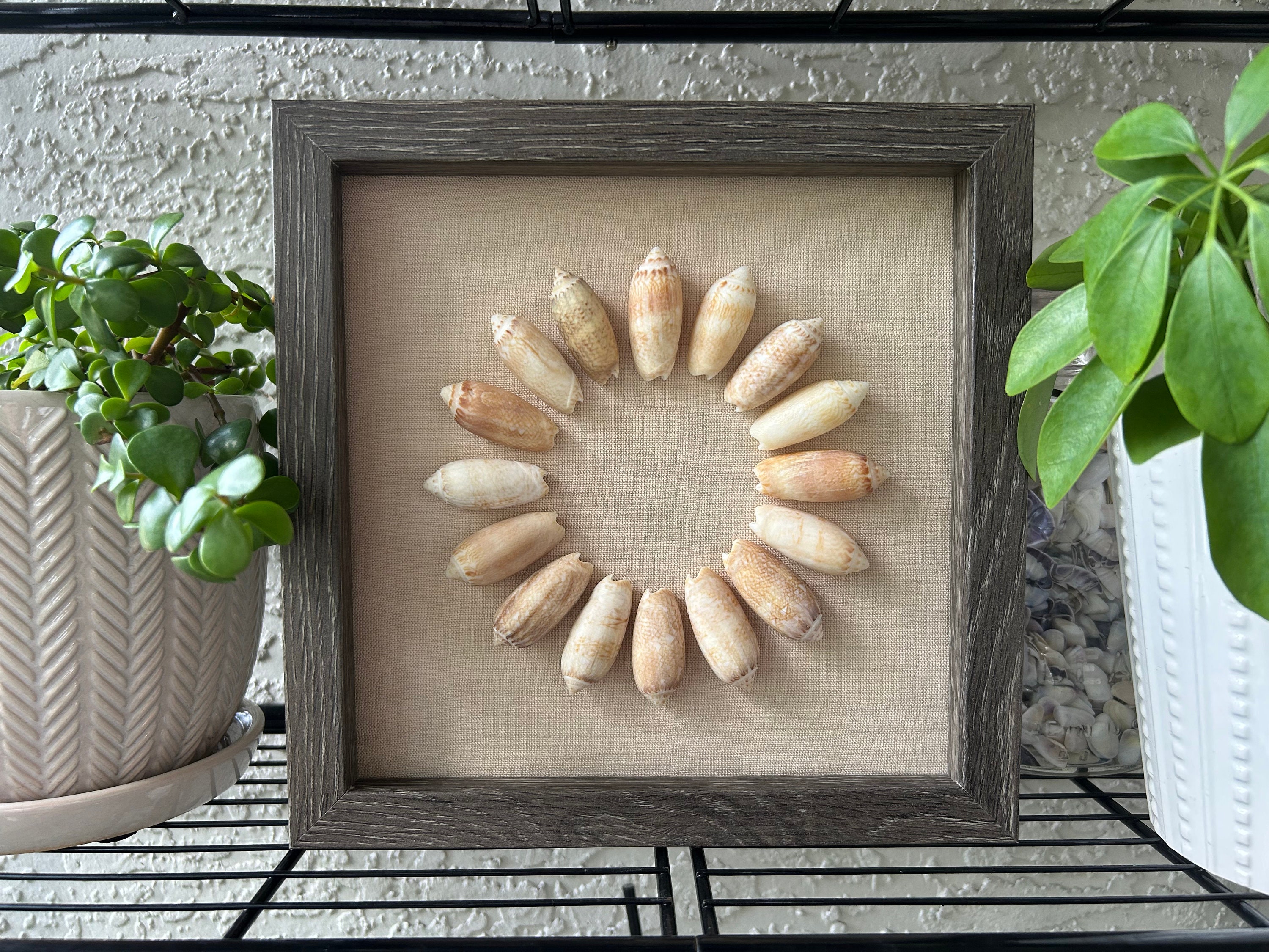 Olive Sun Shell Shadow Box - Etsy