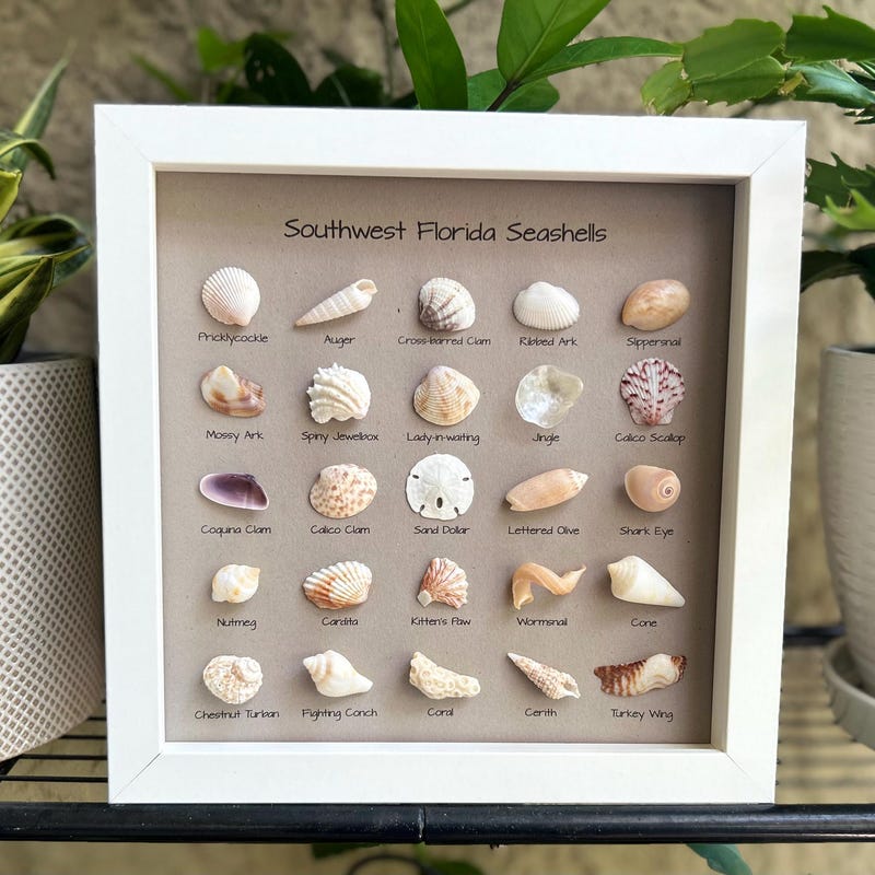 Shell Shadow Box - Etsy