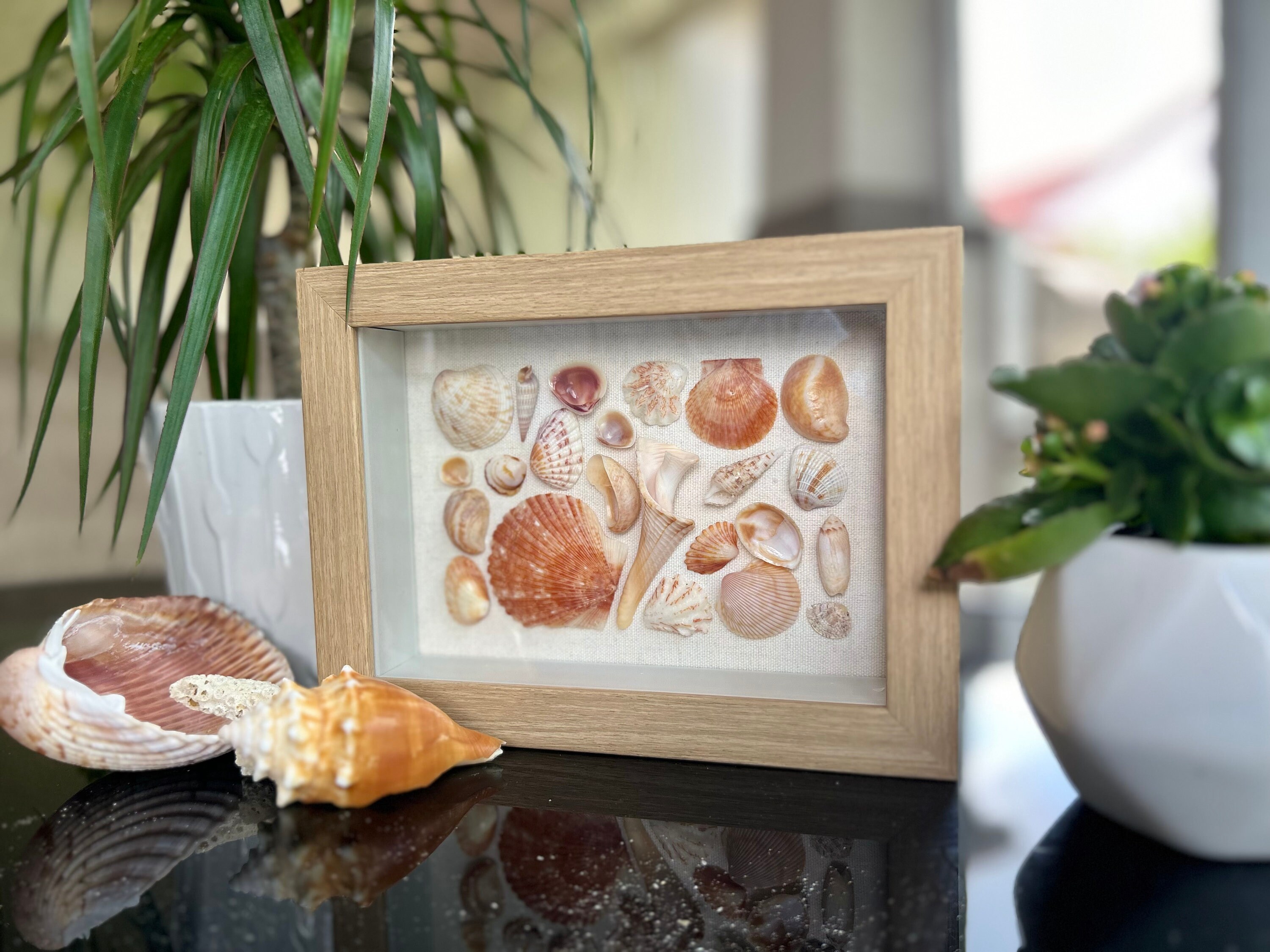 Shell Sampler Shadow Box - Etsy