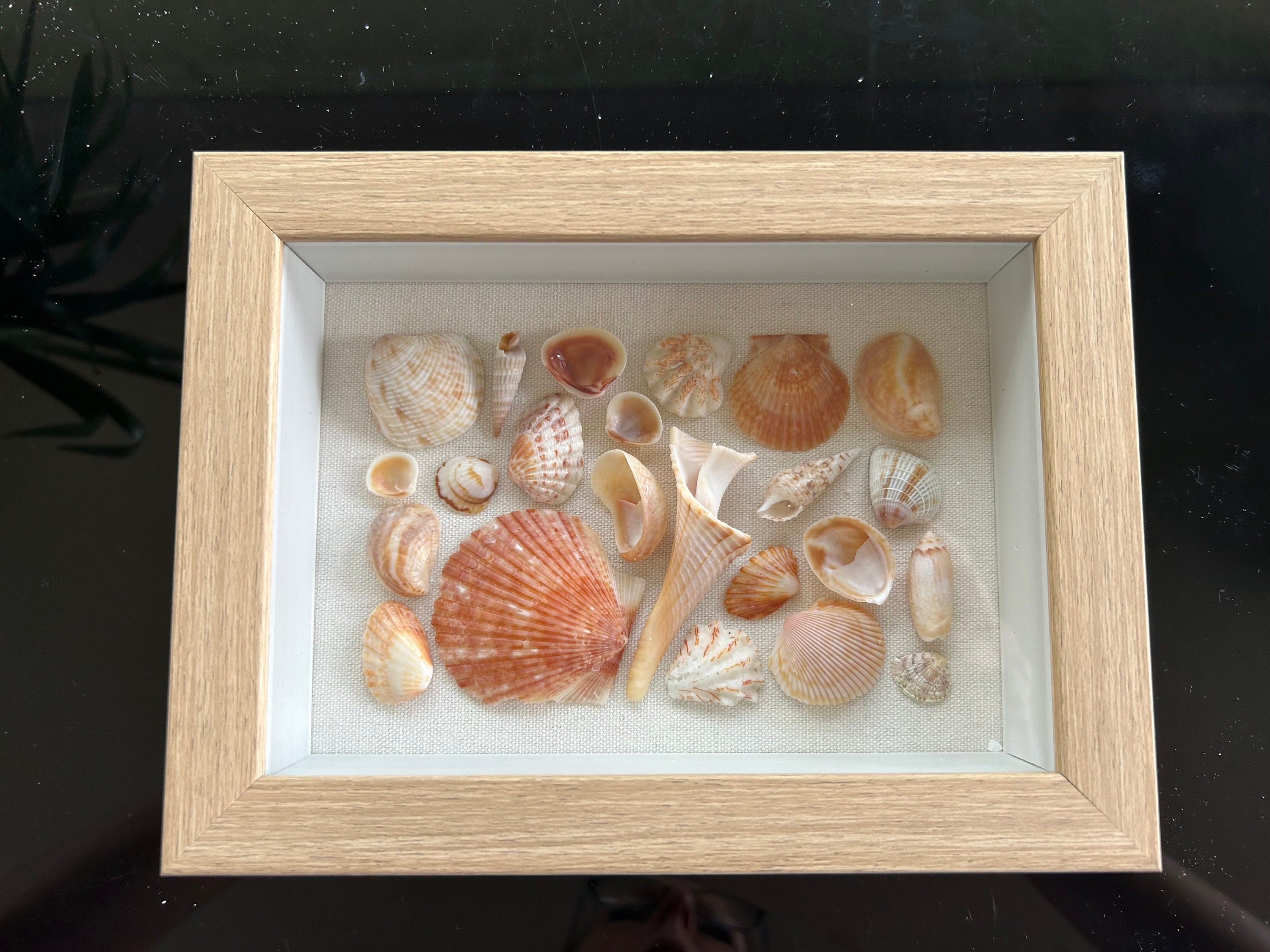 Shell Sampler Shadow Box - Etsy