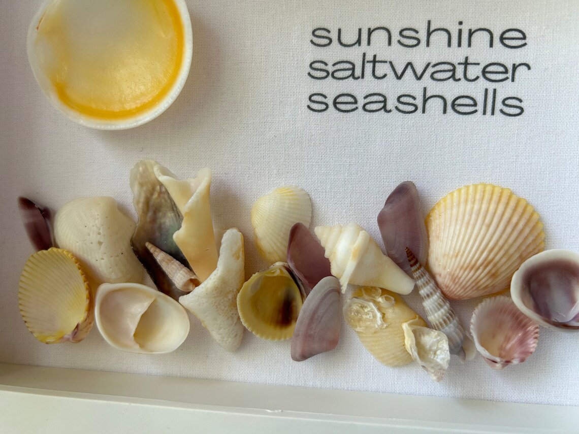 Seashells Shadow Box - Etsy