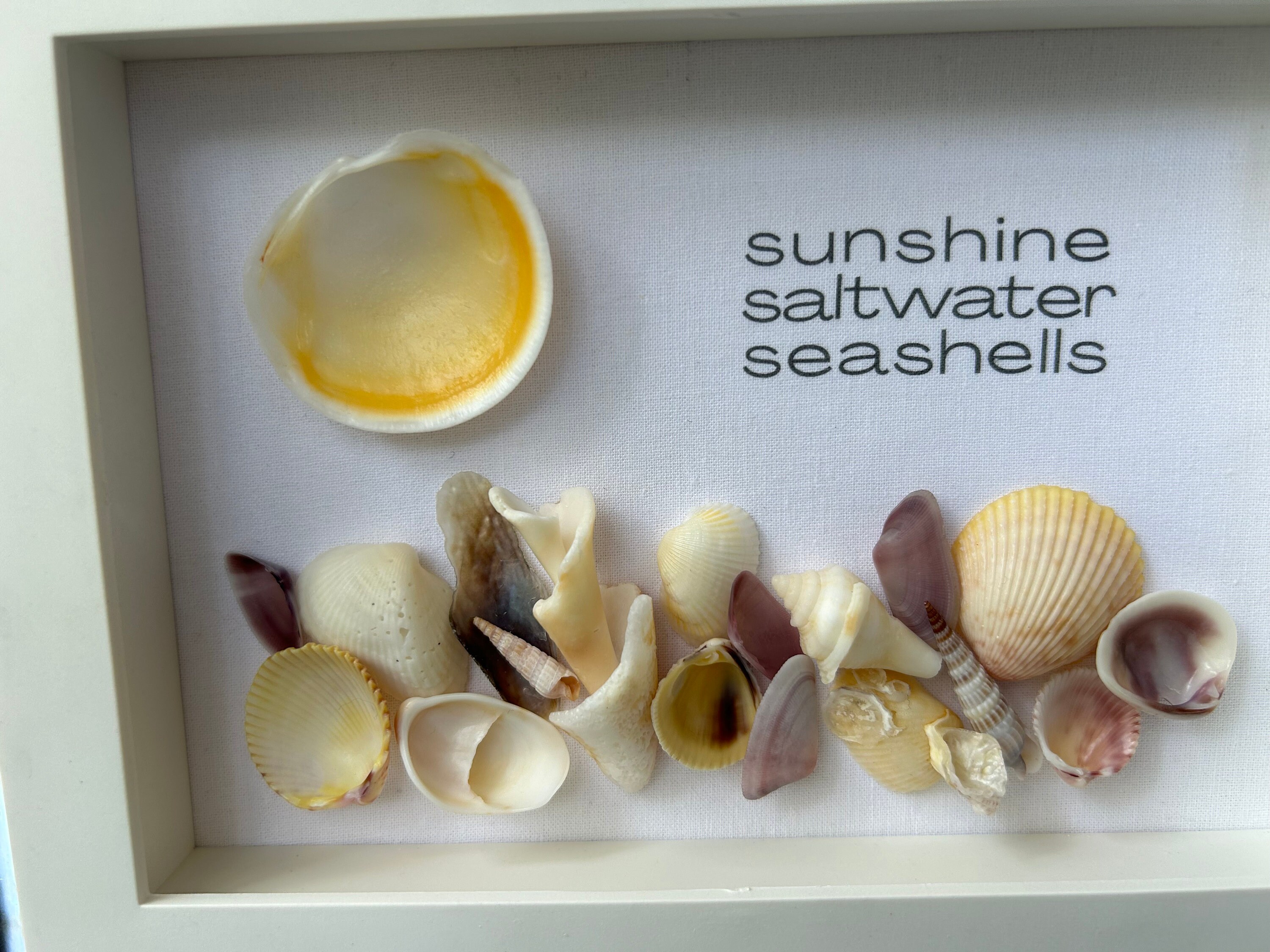 Seashells Shadow Box - Etsy