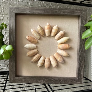 Olive Sun Shell Shadow Box - Etsy