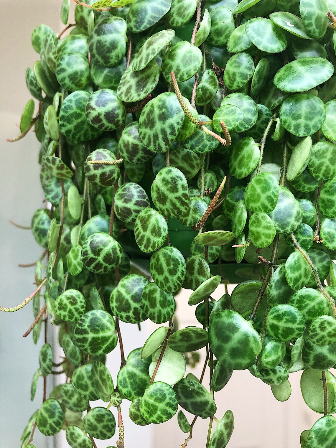 String of Turtles Cuttings peperomia Prostrata Rare - Etsy UK