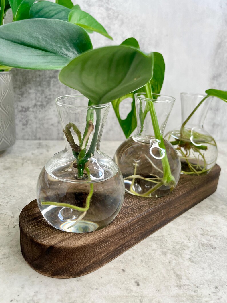 Glass Houseplant Propagation Station | Plant Lover Gift Set - Etsy UK