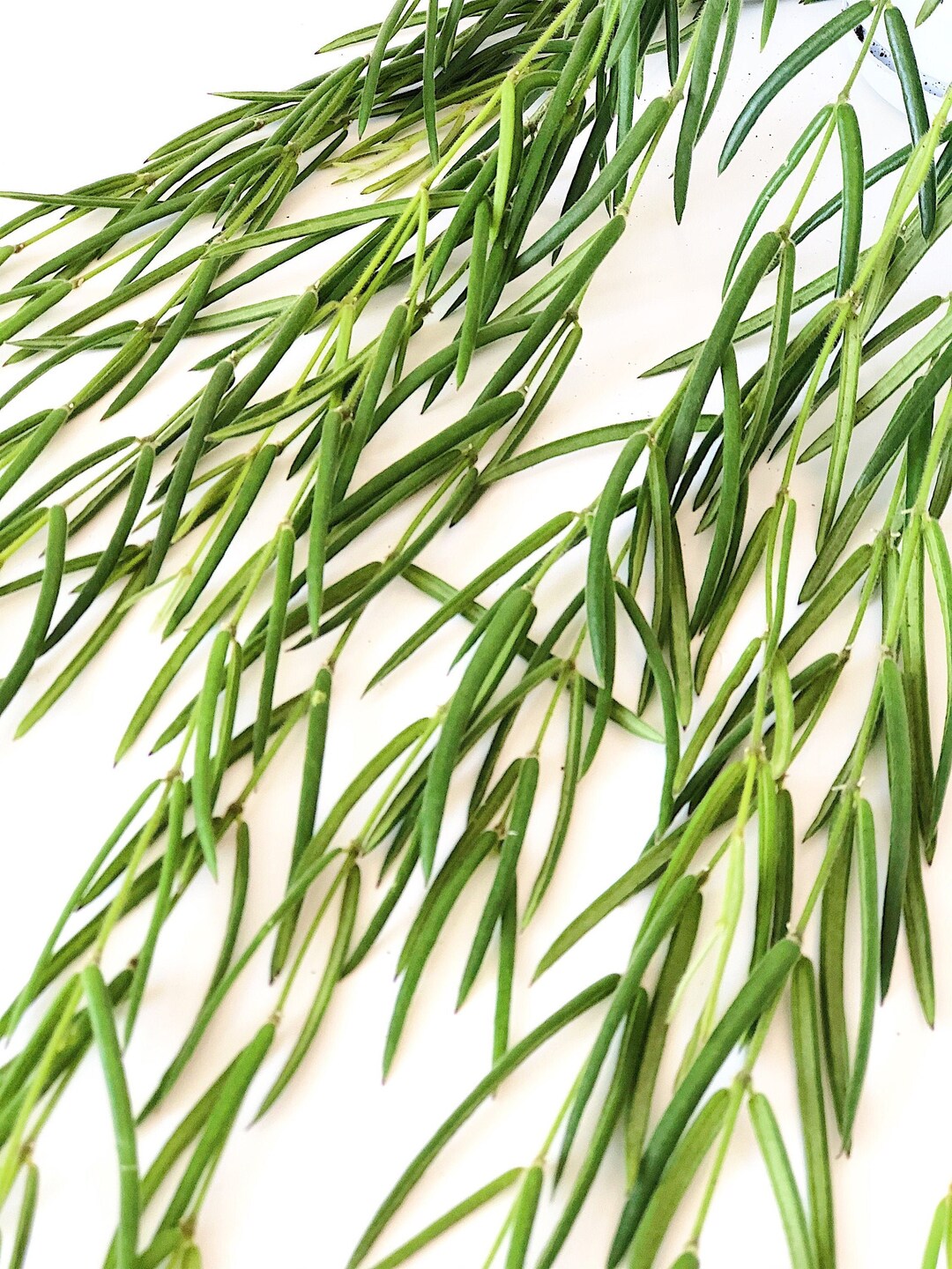 Hoya Linearis Cutting string of Needles Trailing Houseplant - Etsy UK