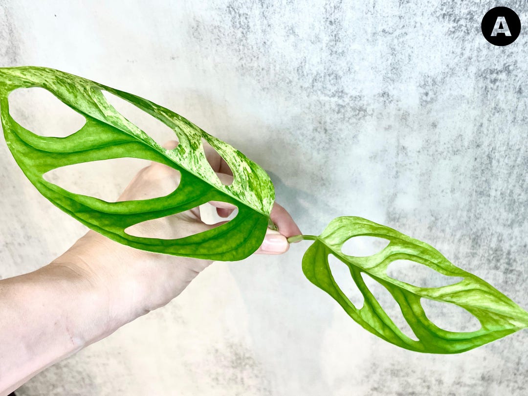 Monstera Adansonii Indonesian Marble | Unrooted Cutting | Highly ...