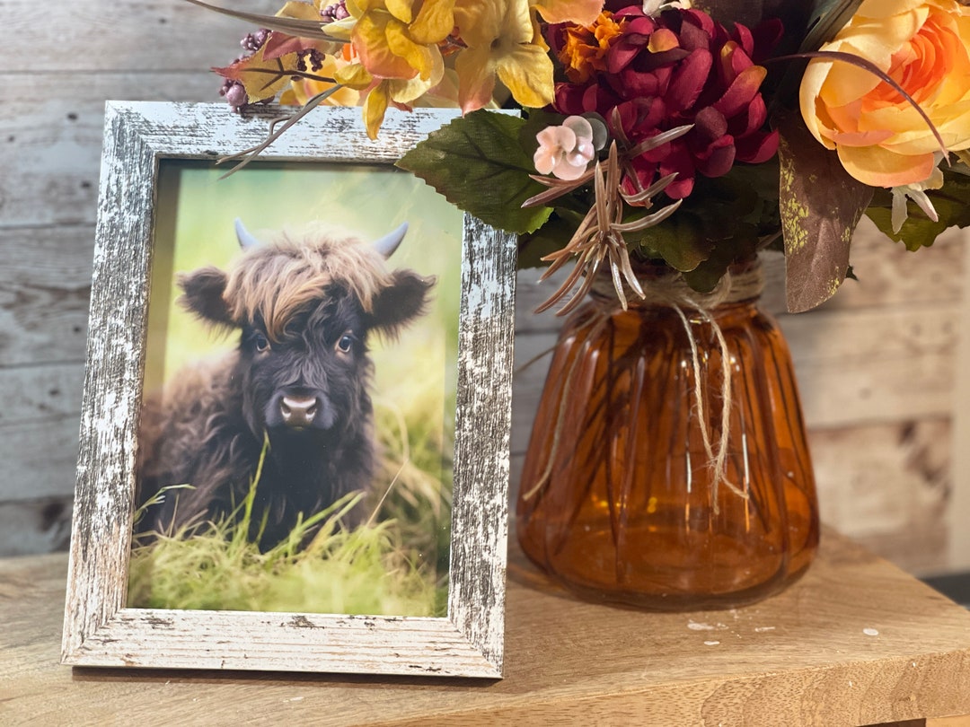 Farmhouse Framed Mini Highland Calf Art/ Highland Calf Laying in Grass ...