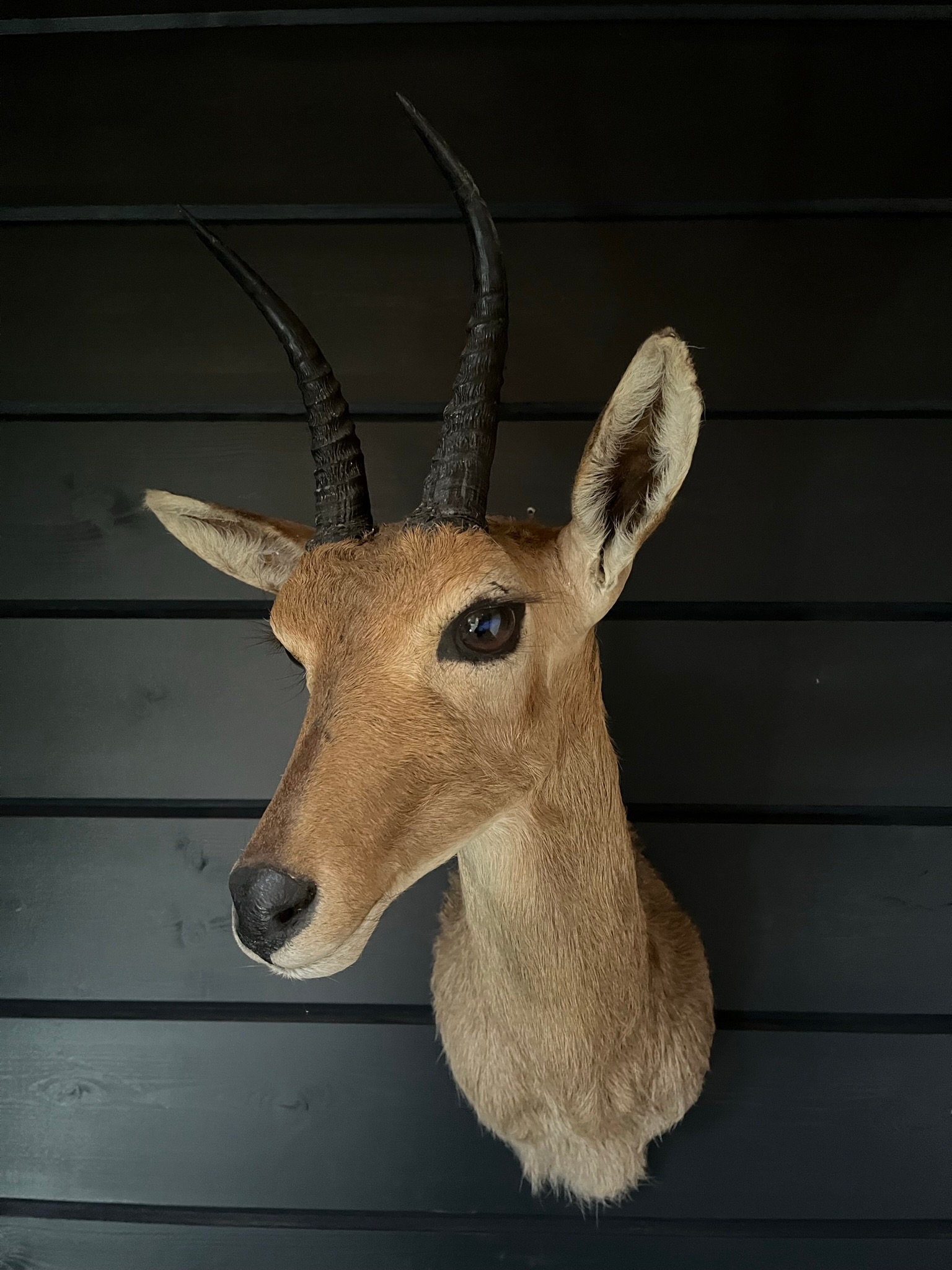 Mounted Bohor Reedbuck Antelope - Etsy