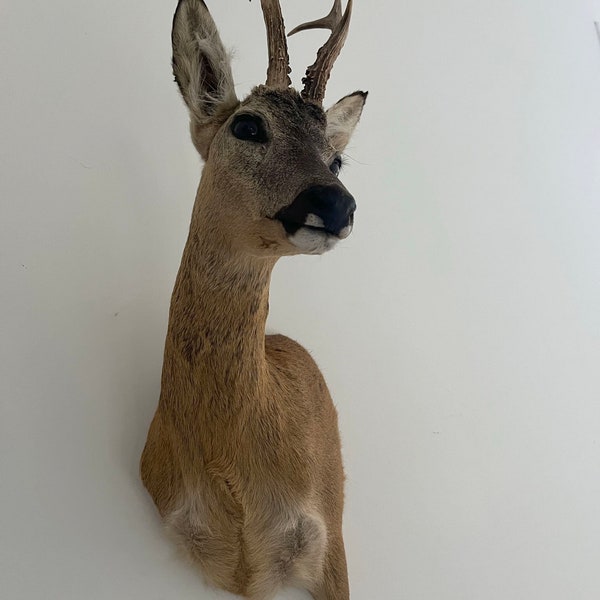 Deer Head Taxidermy - Etsy