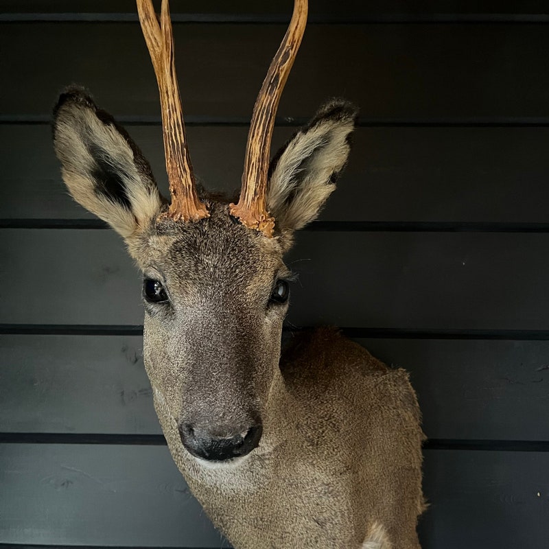 Gray Deer Head - Etsy