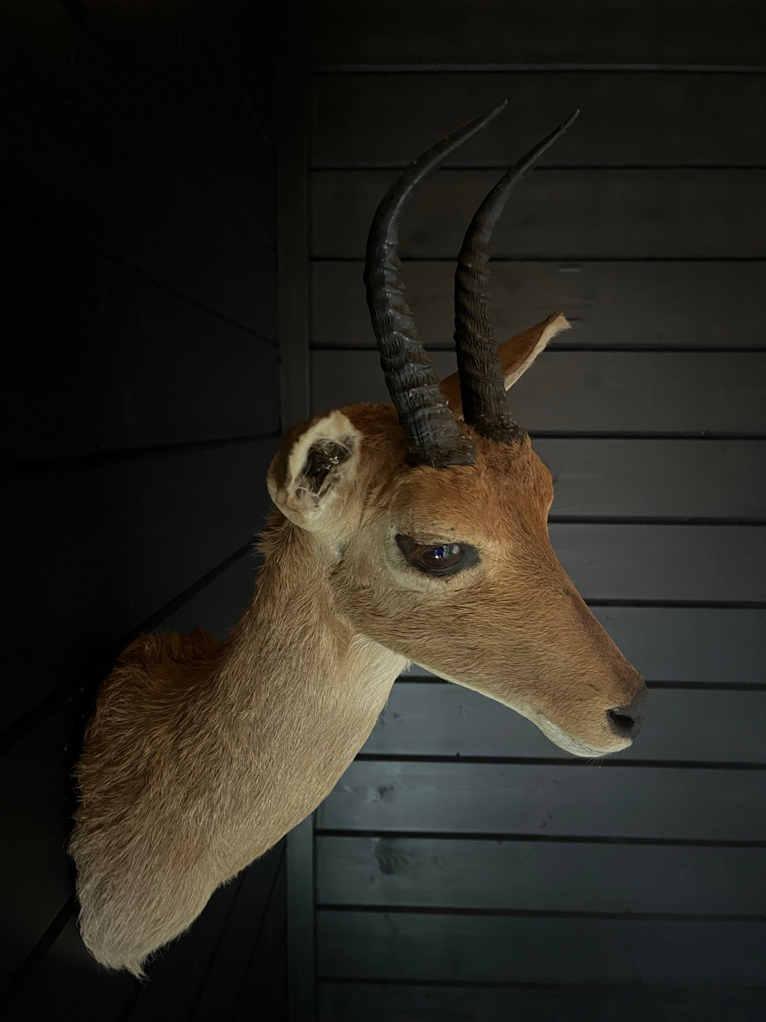 Mounted Bohor Reedbuck Antelope - Etsy