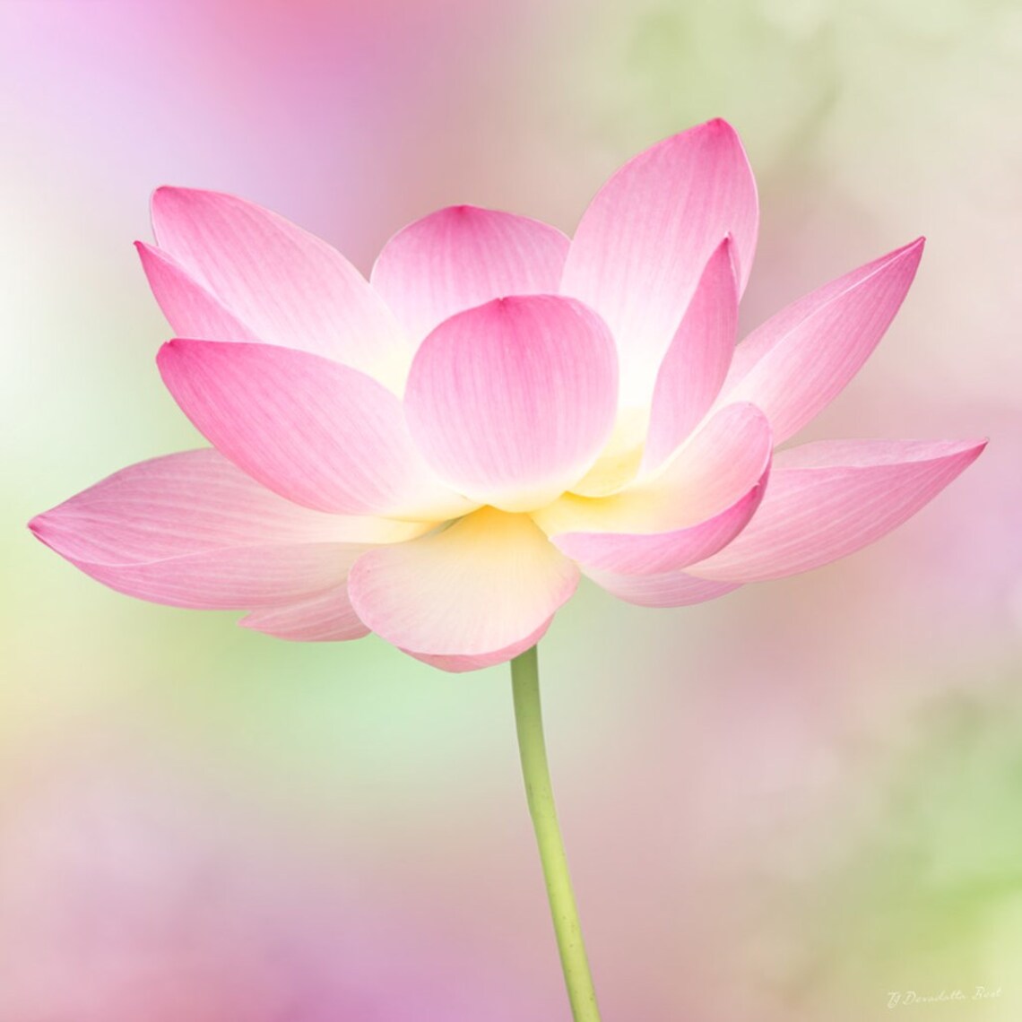 Pink Lotus Dear to Shree Lakshmi the Goddess of Wealth. - Etsy