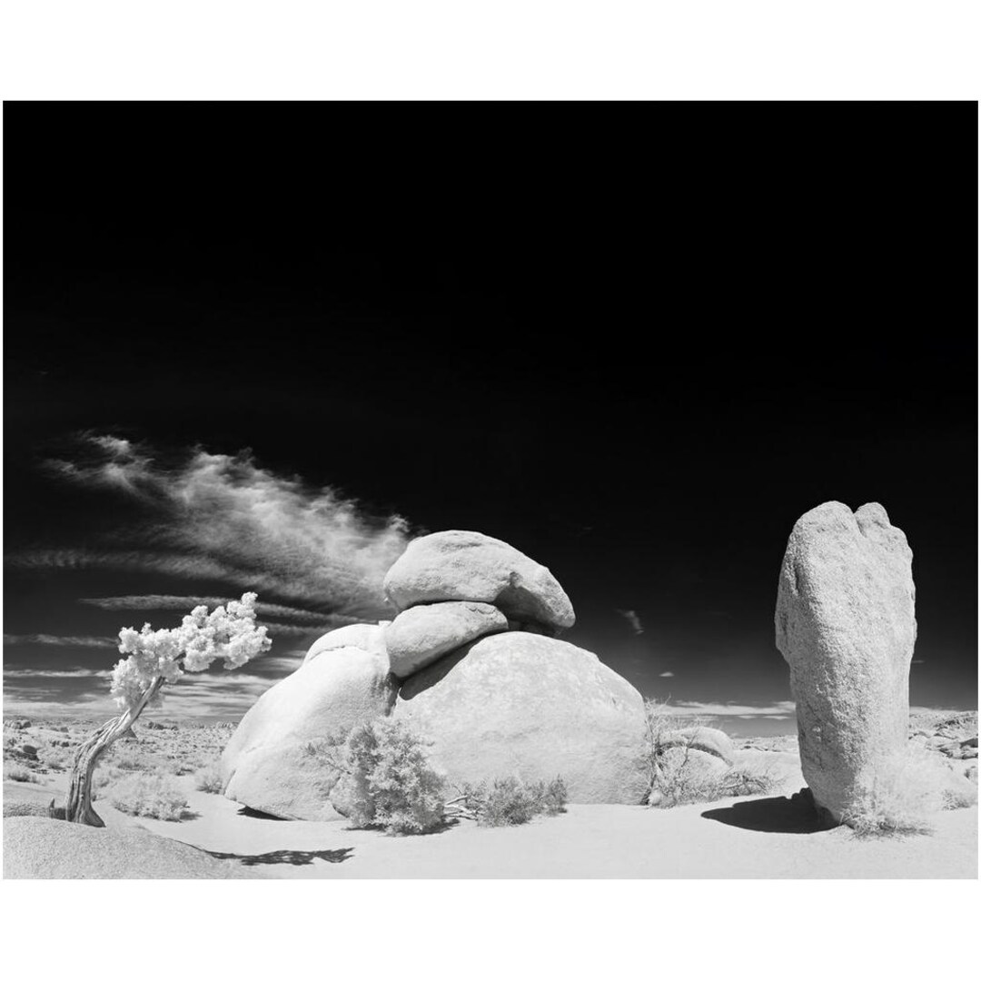 Juniper Tree and Penguin Rock at Jumbo Rocks, Joshua Tree National Park ...