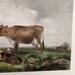 Vintage Farmhouse Cow Scene Etching. Unframed Kitchen Decor - Etsy
