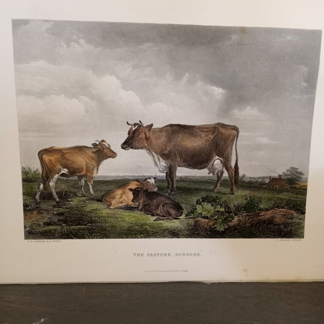 Vintage Farmhouse Cow Scene Etching. Unframed Kitchen Decor - Etsy