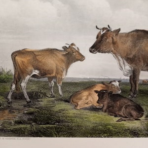 Vintage Farmhouse Cow Scene Etching. Unframed Kitchen Decor - Etsy