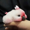 Mini Cute Dragon Doll Furry Pet Ragdoll Pendants,custom Plush Dragon ...