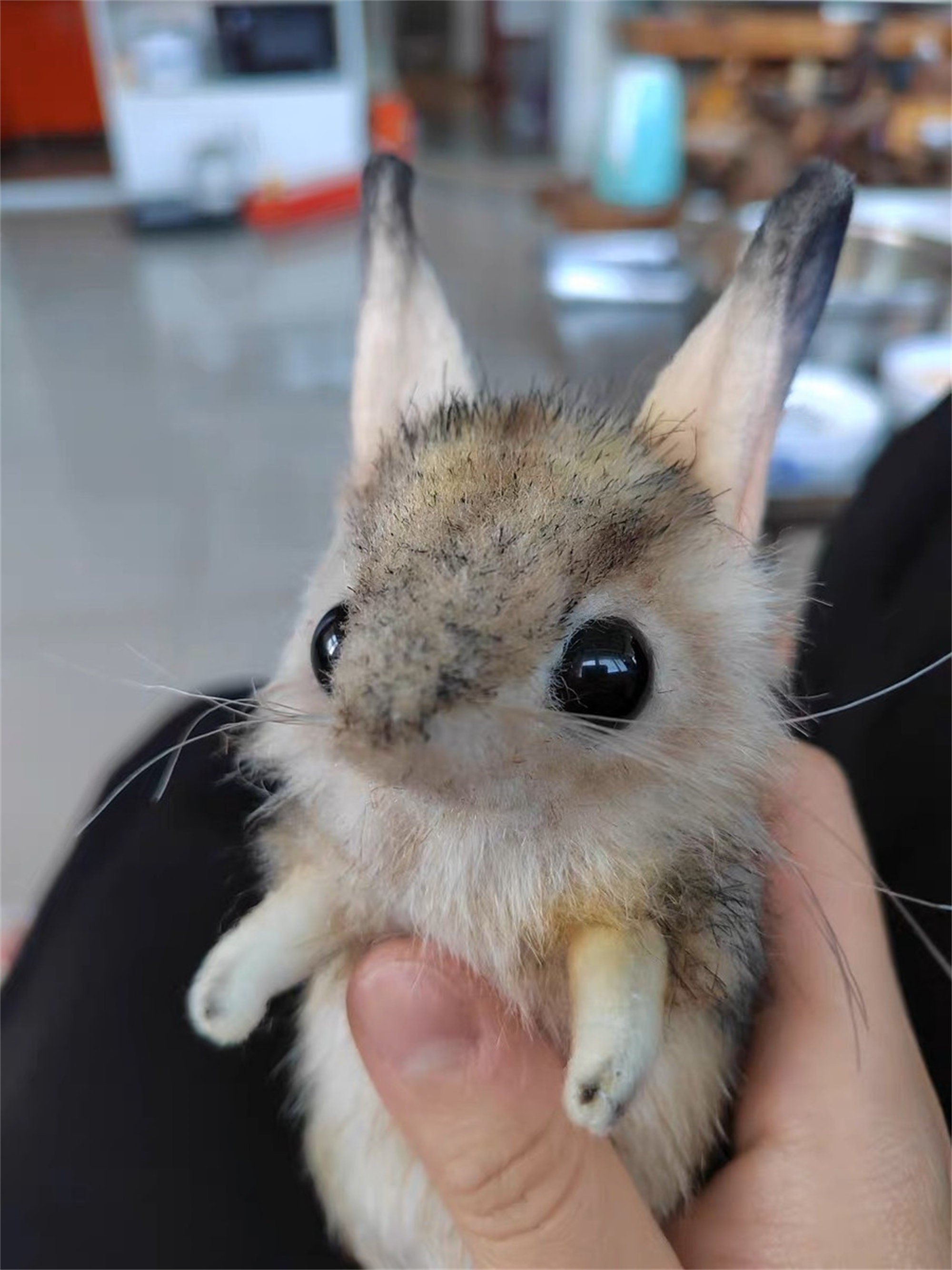 Realistic Dipodidae Plush Doll,crochet Cute Simulation Allactaga Elater ...