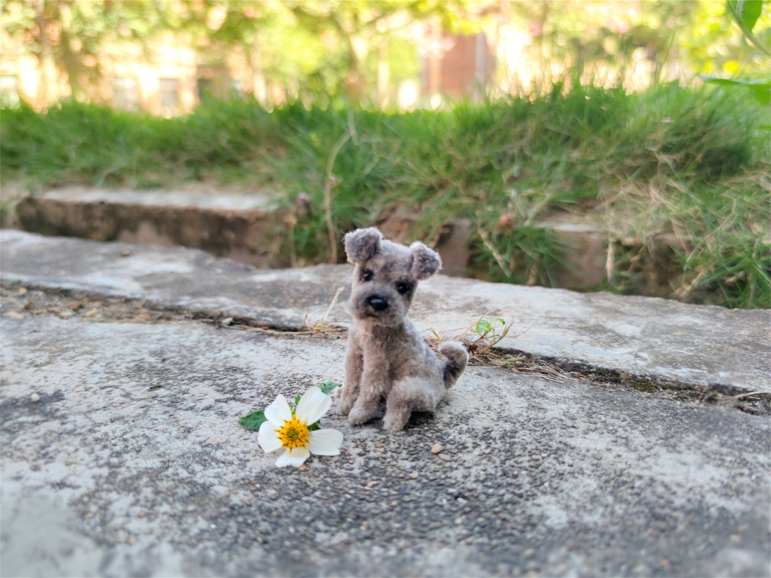Miniature Teddy Dog Toys,standard Schnauzer Pet Dogs,gray Poodle ...