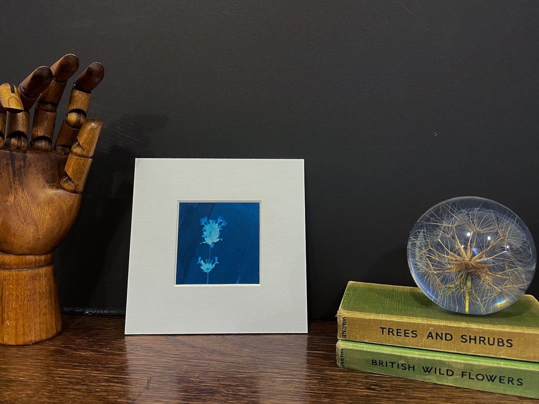 Botanical Art Print Original Cyanotype Lavender I Clearance - Etsy