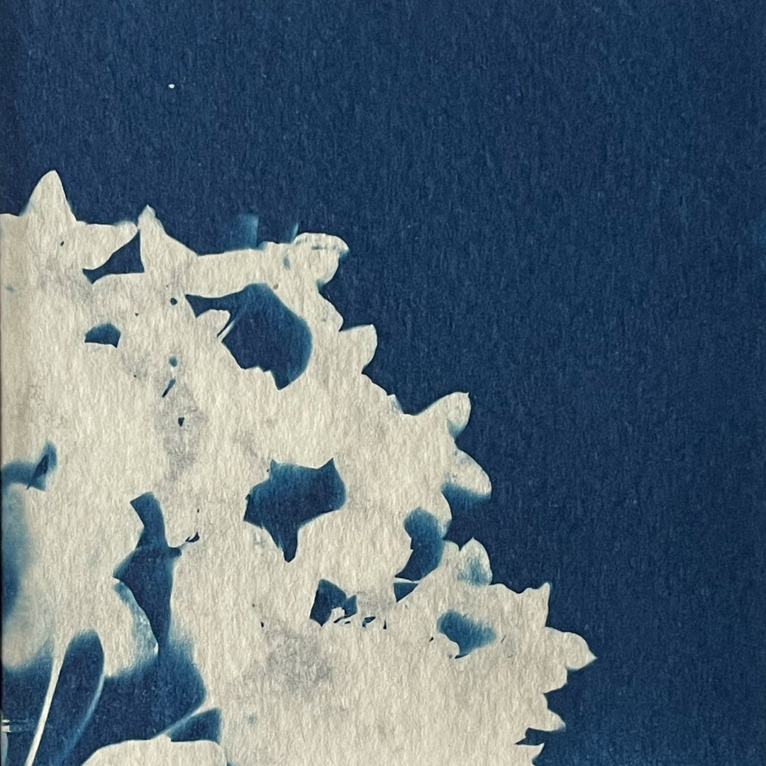 Botanical Art Print Original Cyanotype Milkweed I Clearance - Etsy