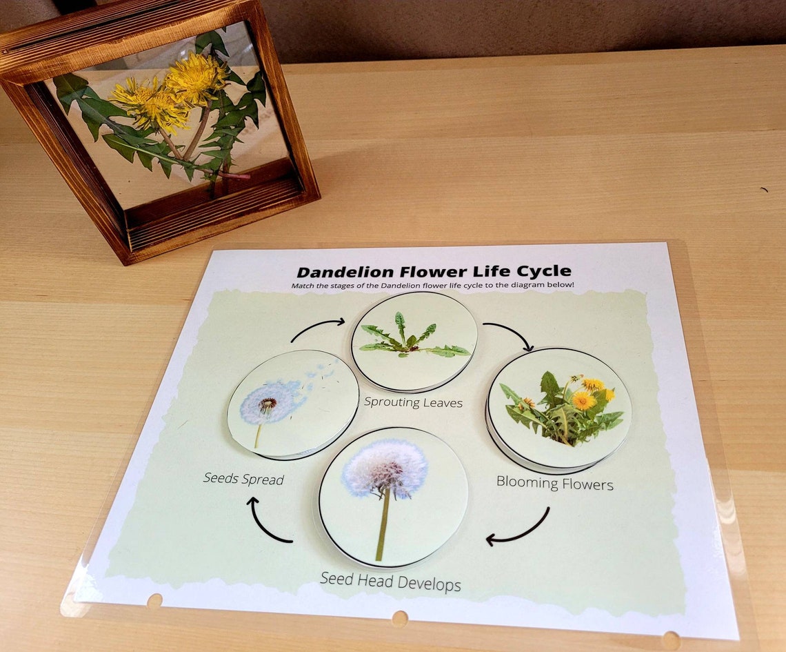 Dandelion Flower Life Cycle Worksheet, Toddler Activity, Preschool ...