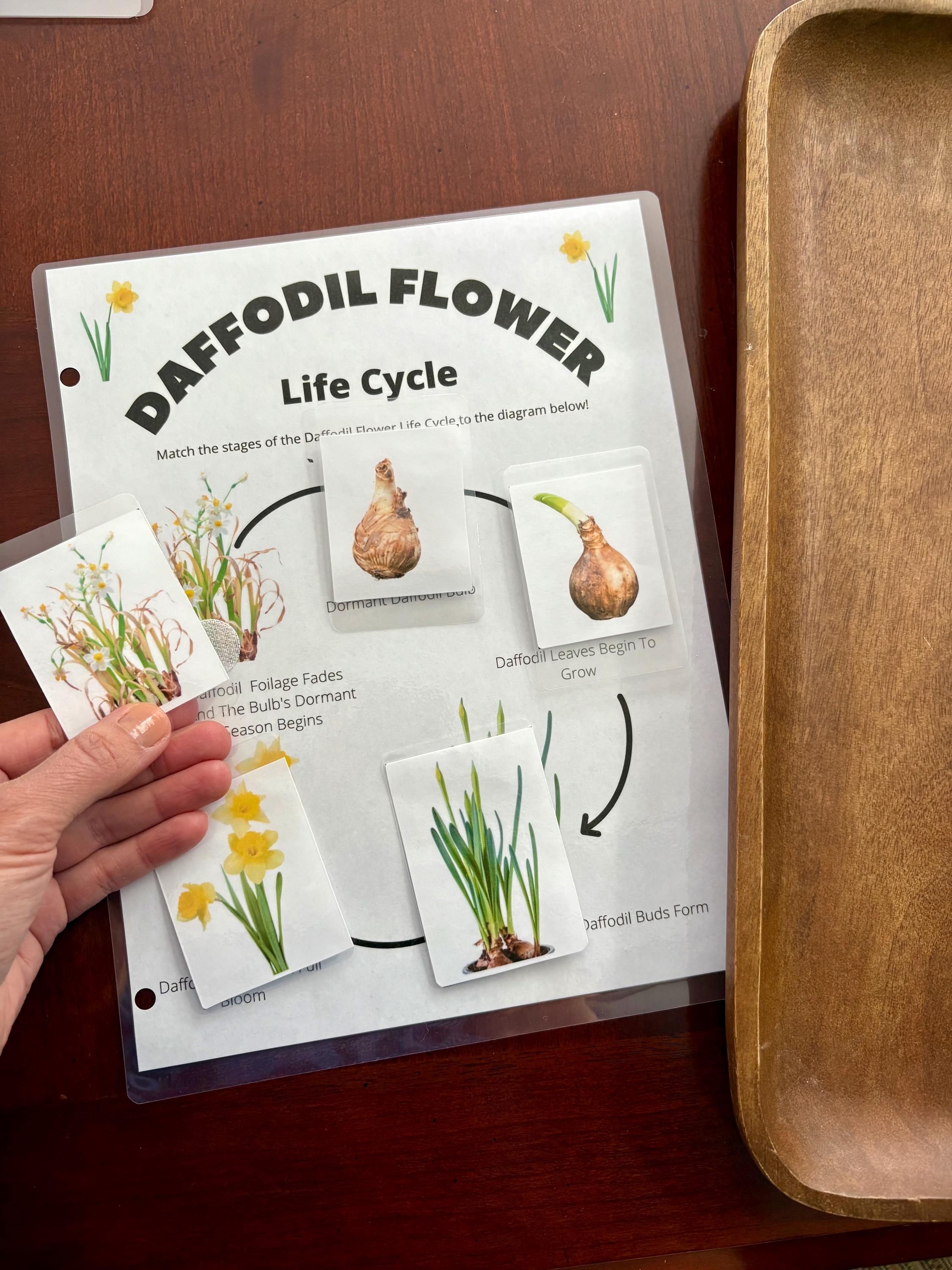 Daffodil Flower Life Cycle Worksheet, Preschool Printable, Nature Study ...