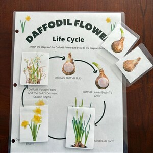 Daffodil Flower Life Cycle Worksheet, Preschool Printable, Nature Study ...