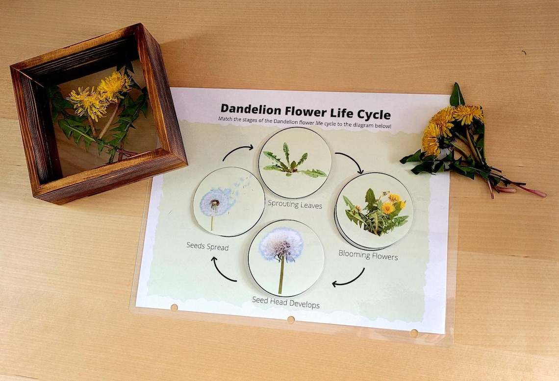 Dandelion Flower Life Cycle Worksheet, Toddler Activity, Preschool ...