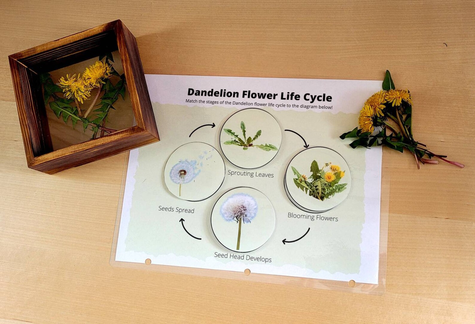 Dandelion Flower Life Cycle Worksheet, Toddler Activity, Preschool ...