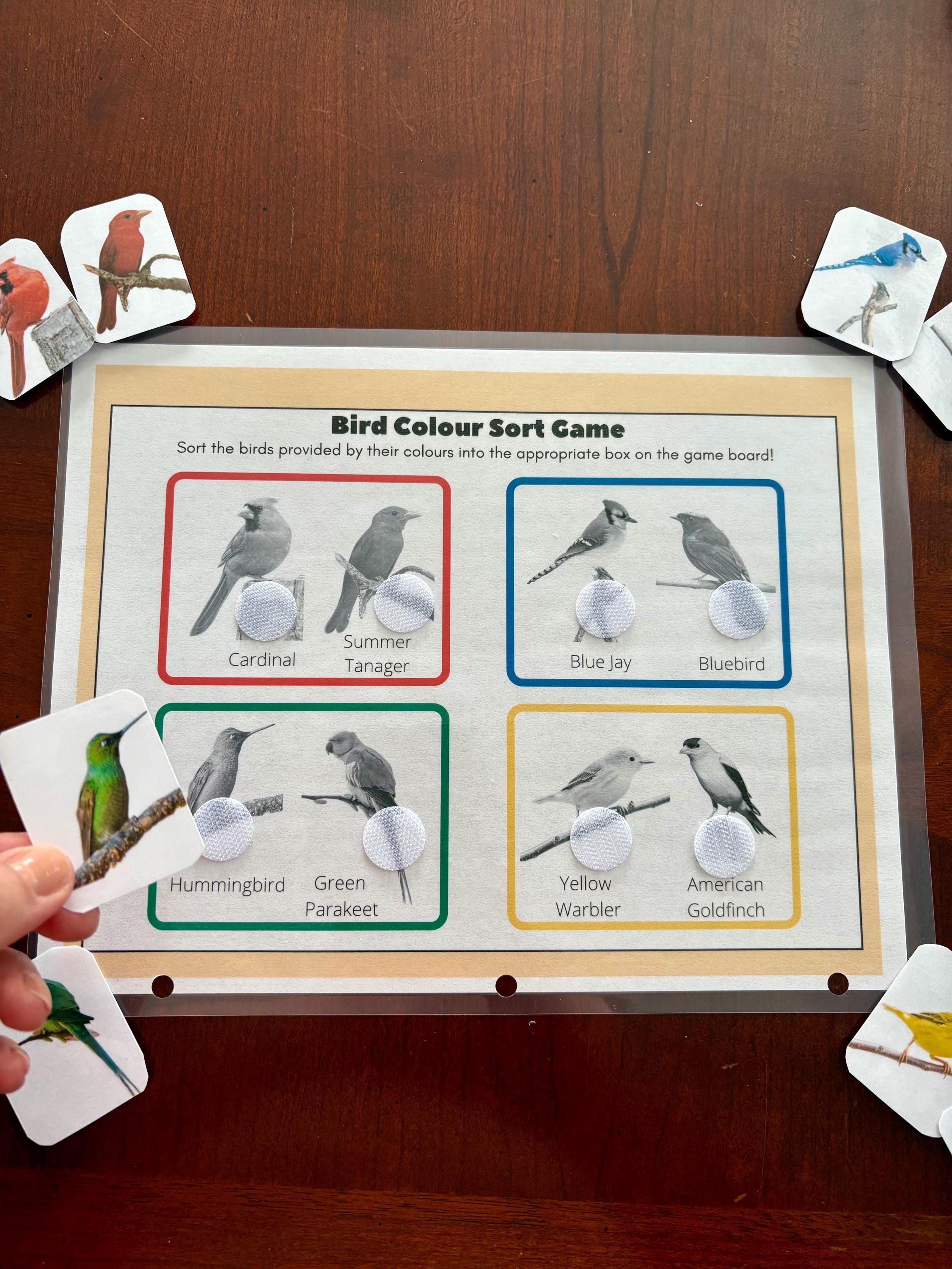 Printable Bird Color Sorting Game: Montessori Homeschool Activity (PDF ...