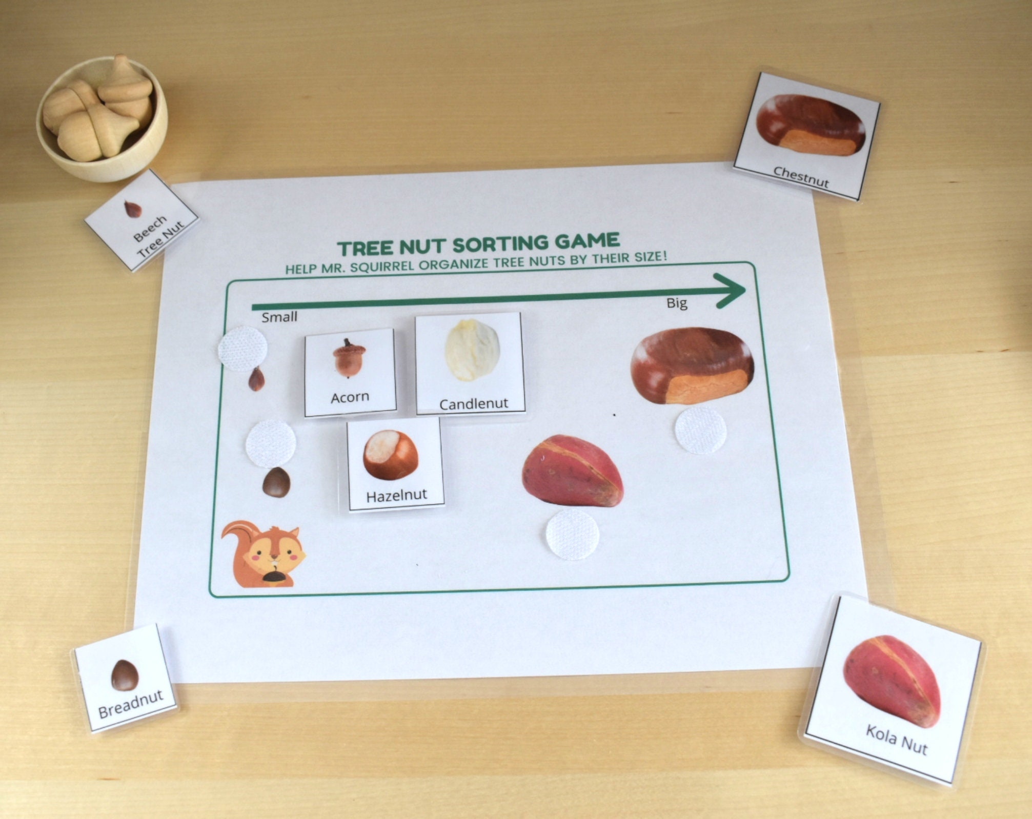 Printable Preschool Worksheet, Tree Nut Size Sorting Game, Homeschool ...