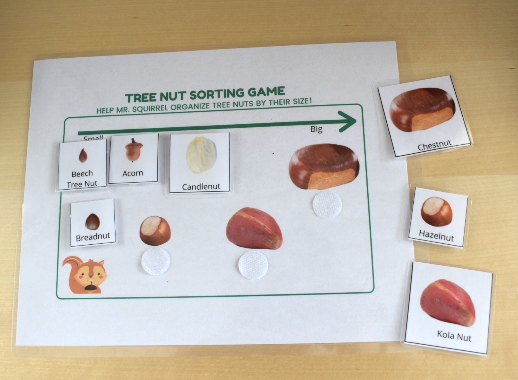 Printable Preschool Worksheet, Tree Nut Size Sorting Game, Homeschool ...