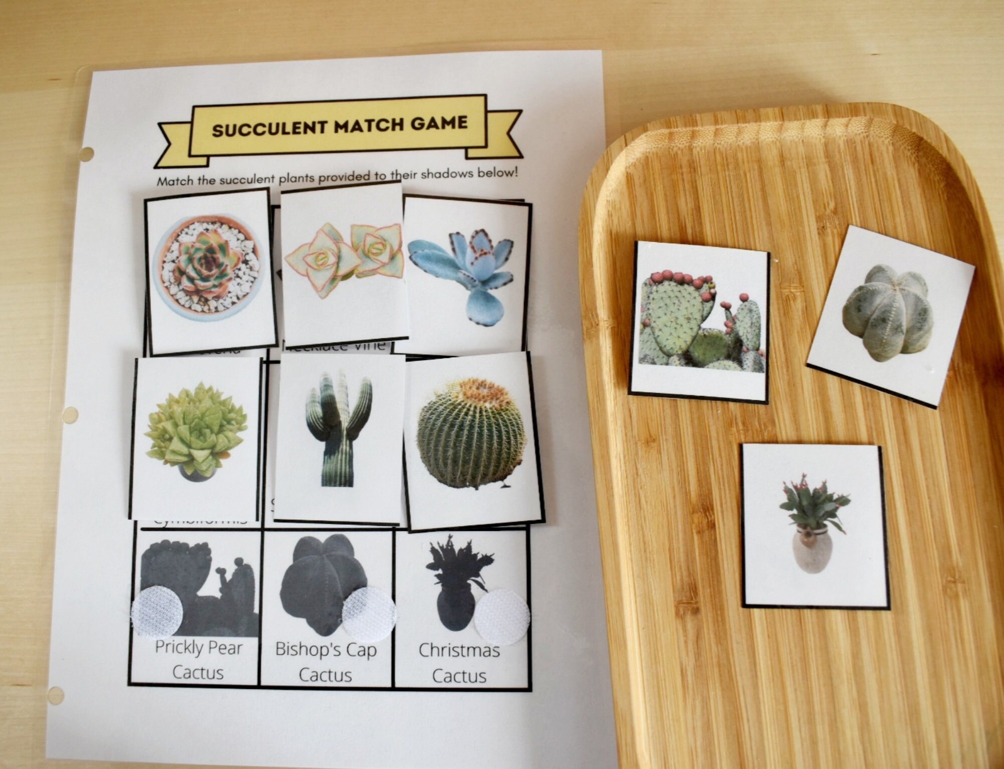 Preschool Printable Succulent Plant Matching Game, Busy Book Page ...
