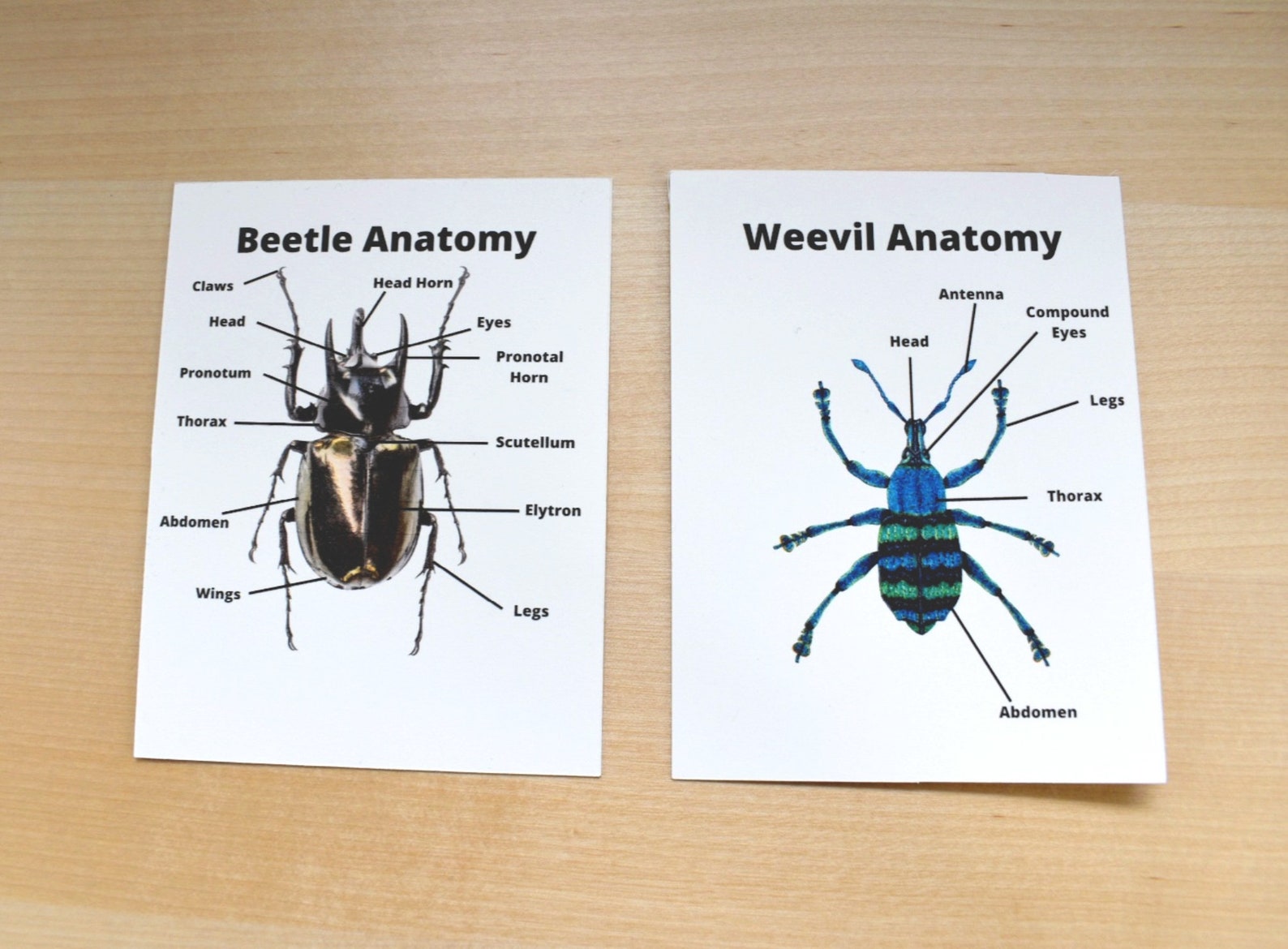 Printable Insect Anatomy Flashcards, Montessori Inspired, Homeschool ...