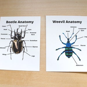 Printable Insect Anatomy Flashcards, Montessori Inspired, Homeschool ...