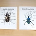 Printable Insect Anatomy Flashcards, Montessori Inspired, Homeschool ...