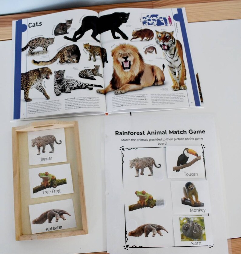Rainforest Animal Matching Game, Preschool Printable Busy Book Page ...