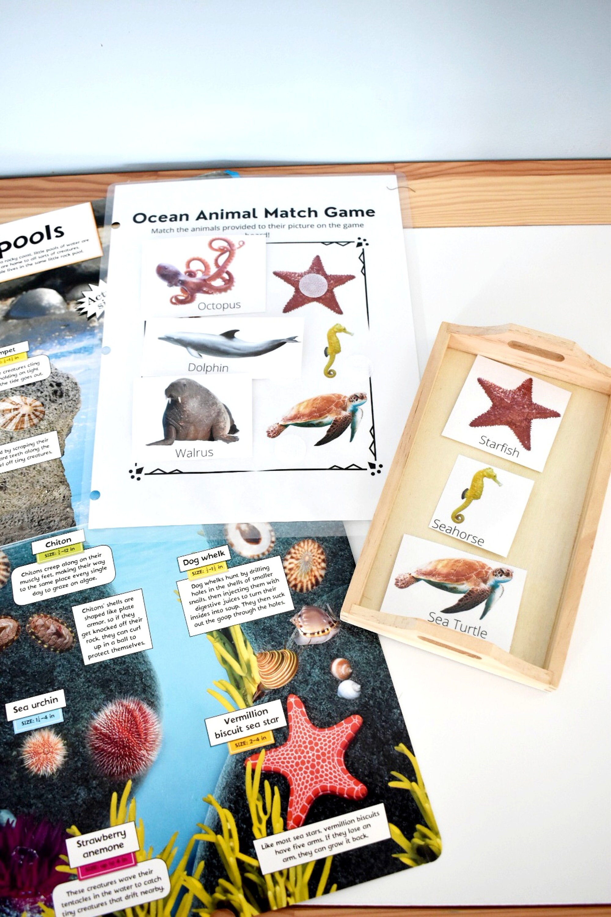 Ocean Animals Matching Game Preschool Printable Busy Book - Etsy