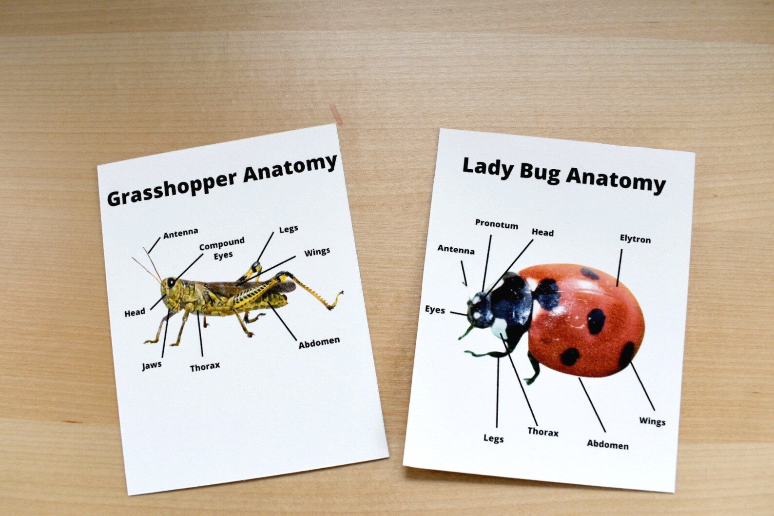 Printable Insect Anatomy Flashcards, Montessori Inspired, Homeschool ...