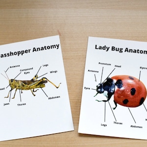 Printable Insect Anatomy Flashcards, Montessori Inspired, Homeschool ...
