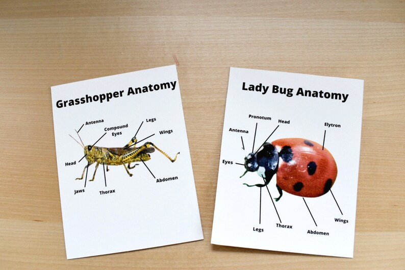 Insect Anatomy Flashcards: Montessori Homeschool Nature Study (PDF) - Etsy