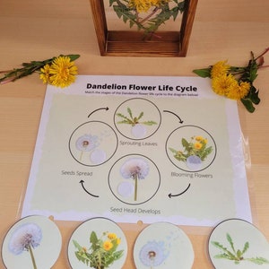 Dandelion Flower Life Cycle Worksheet, Toddler Activity, Preschool ...