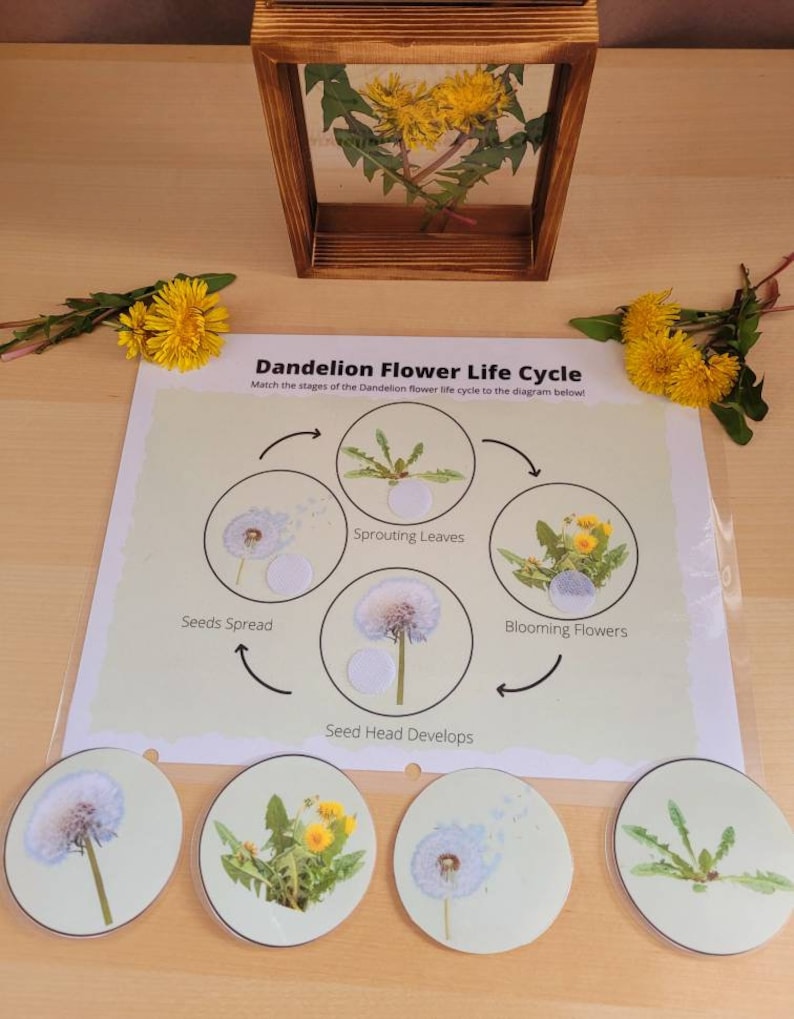Dandelion Flower Life Cycle Worksheet, Toddler Activity, Preschool ...