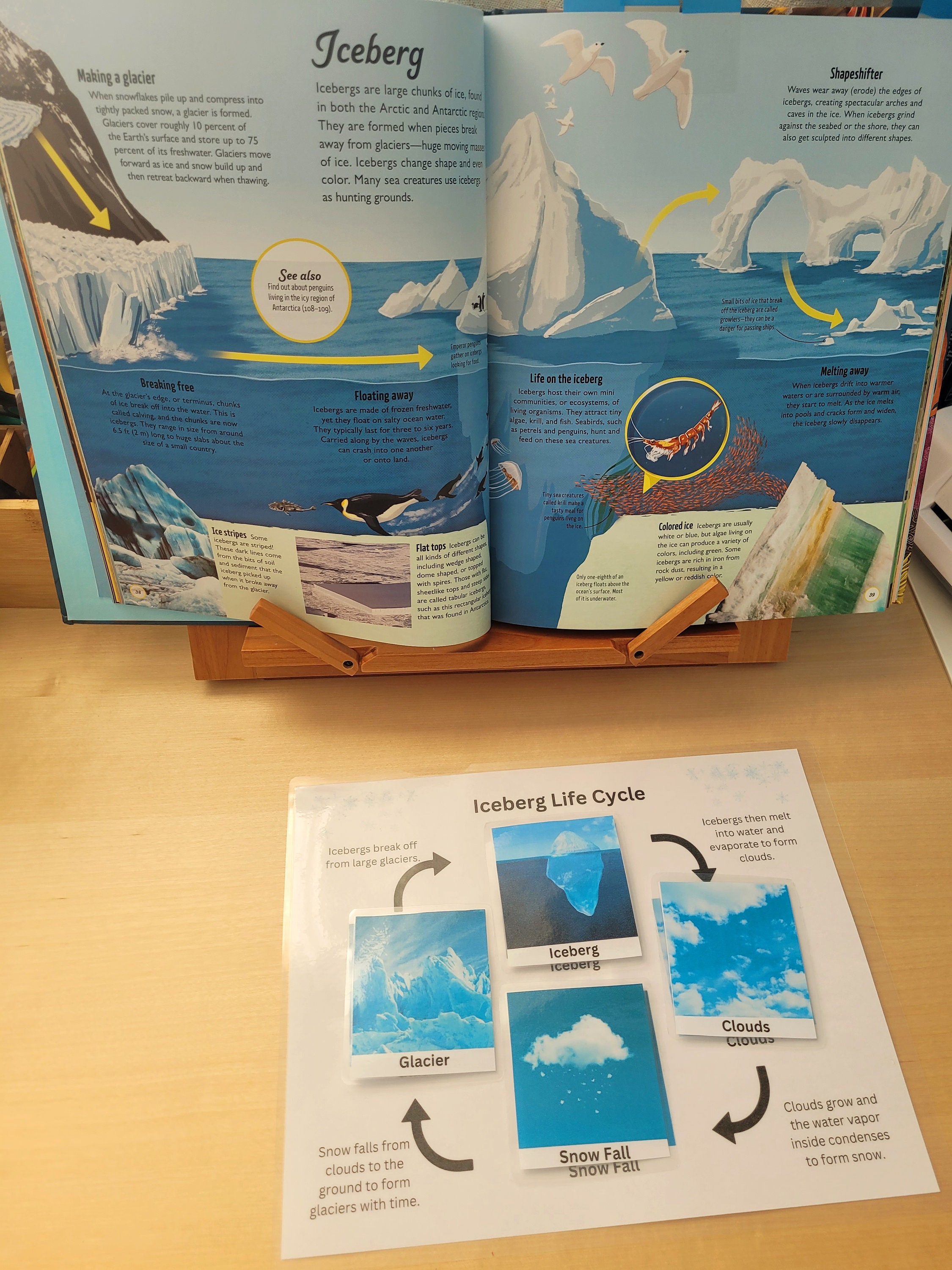 Iceberg Life Cycle Worksheet, Nature Study, Homeschool Resources, Busy ...