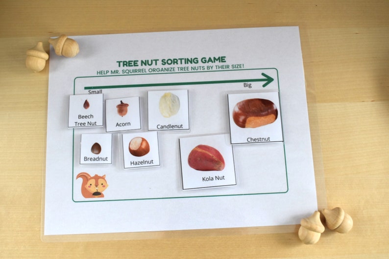 Printable Preschool Worksheet, Tree Nut Size Sorting Game, Homeschool ...