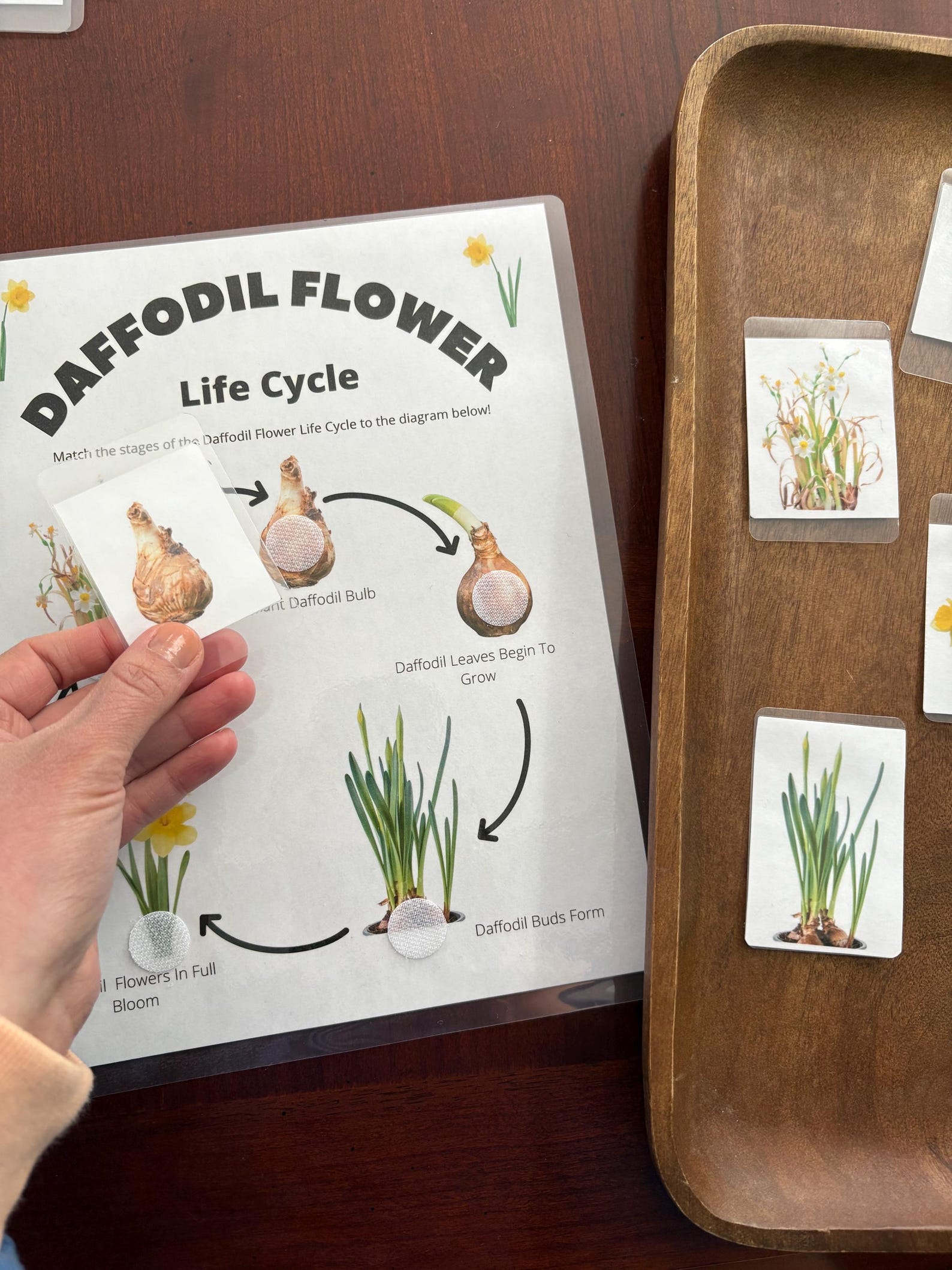 Daffodil Flower Life Cycle Worksheet, Preschool Printable, Nature Study ...